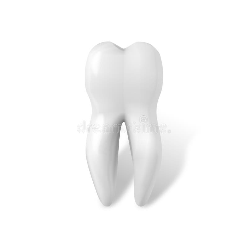 Vector Tooth Icon. Realistic Teeth Isolated on White Background Stock ...