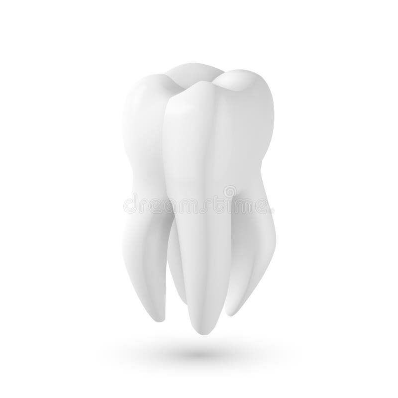 Vector Tooth Icon. Realistic Teeth Isolated on White Background Stock ...