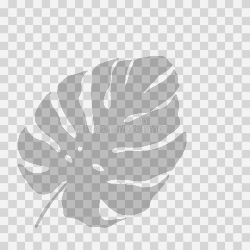 Vector Transparent Palm Leaves Overlay.Palm Shadow Overlay. Stock ...