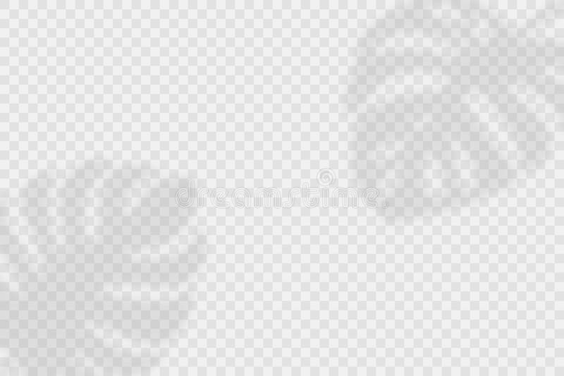 Vector Transparent Shadow Effects. Tropical Leaves, Mpnstera Leaves ... Vector Transparent Shadow Effects. Tropical Leaves, Mpnstera Leaves ...