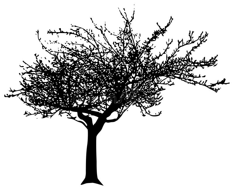 Vector tree stock vector. Illustration of spring, isolated - 2865759 Vector tree stock vector. Illustration of spring, isolated - 2865759