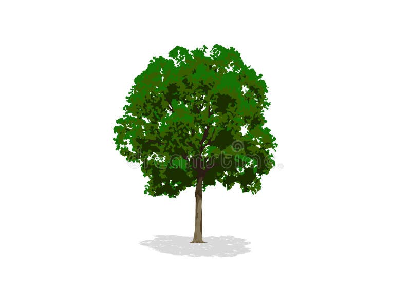 Vector Tree and Bushes Set Isolated on White Background Stock Vector ...