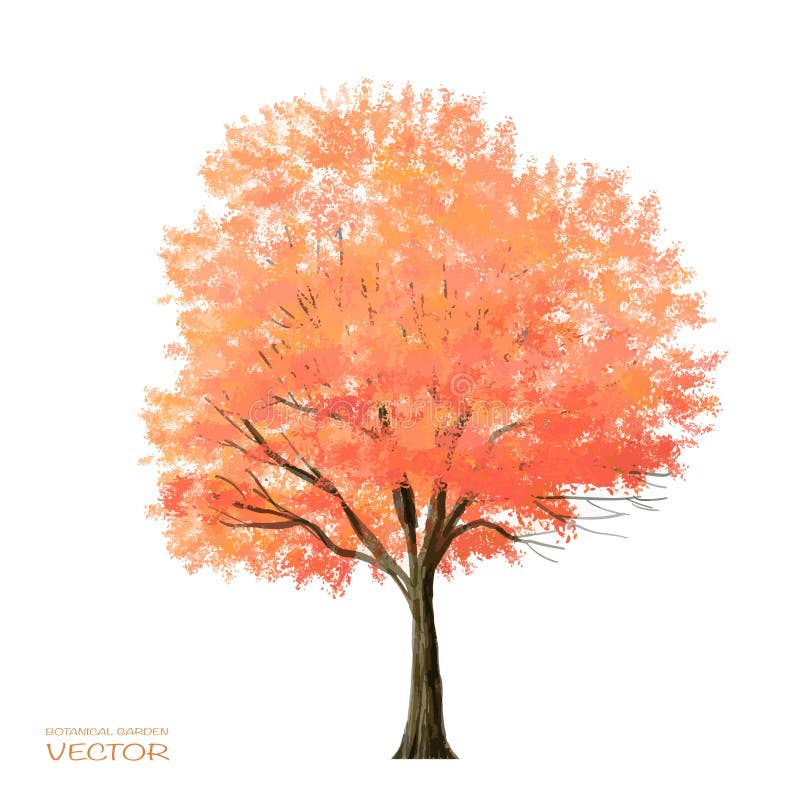 Oak Tree Elevation Stock Illustrations – 56 Oak Tree Elevation Stock ...