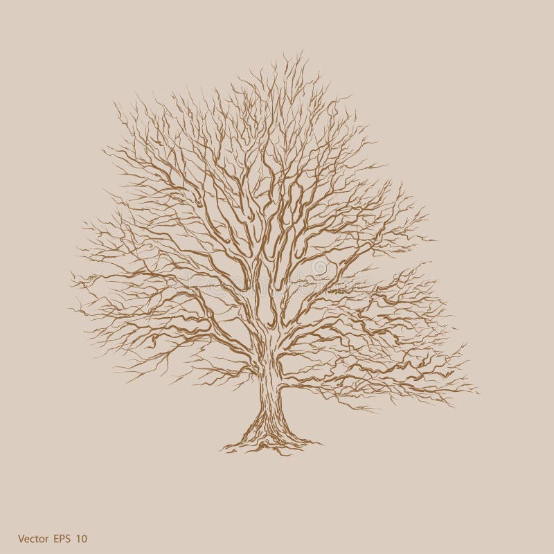 Vector tree . Retro tree stock vector. Illustration of branch - 114925371