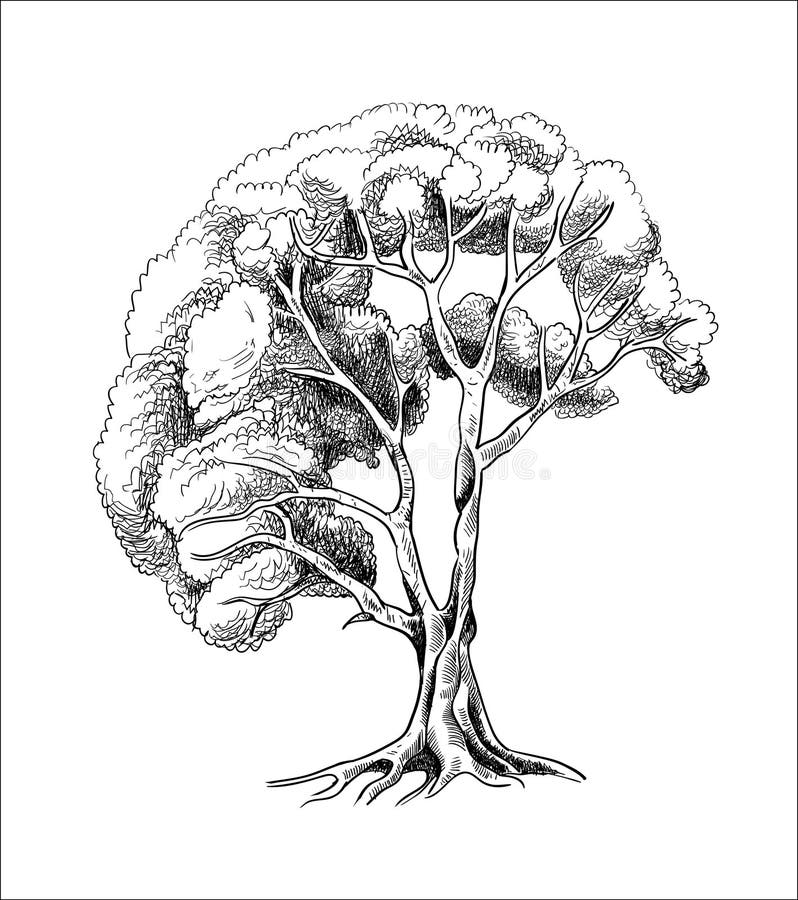 Vector Tree Sketch Engraving Stock Vector - Illustration of spreading ...