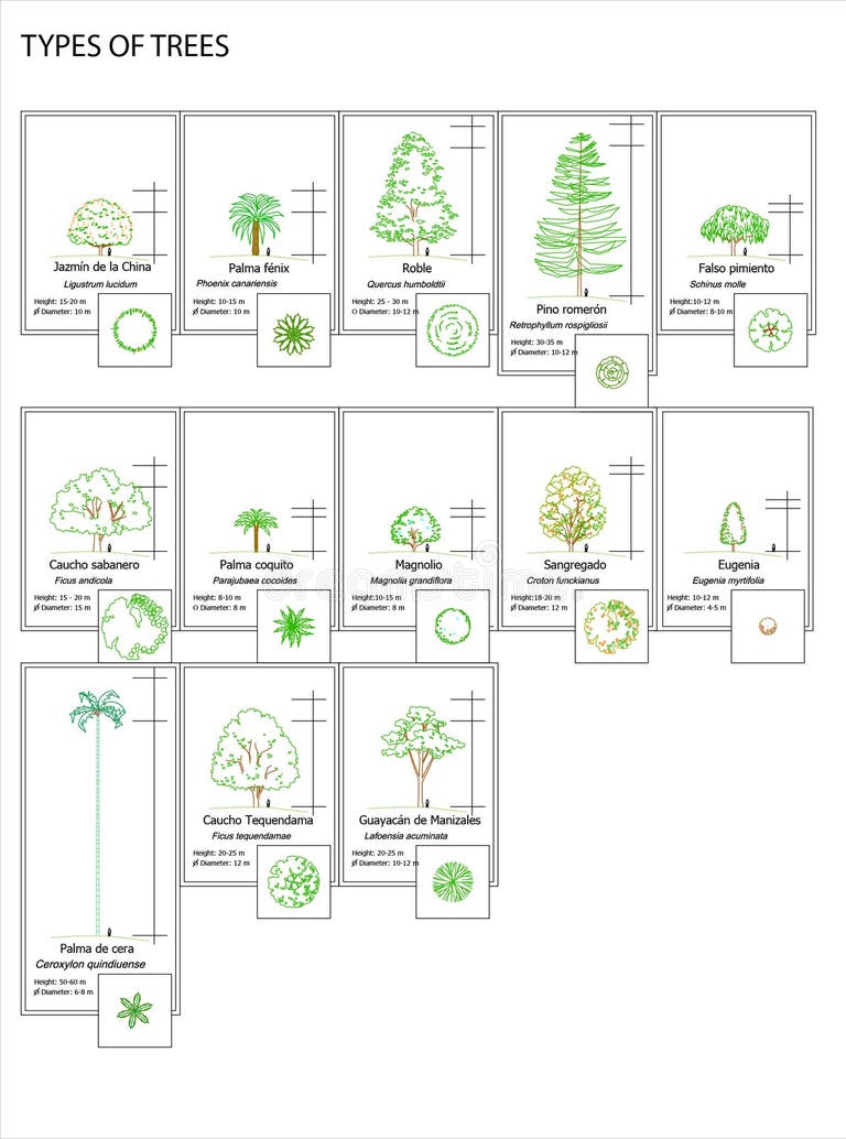 Trees Blueprint Stock Illustrations – 3,216 Trees Blueprint Stock ...