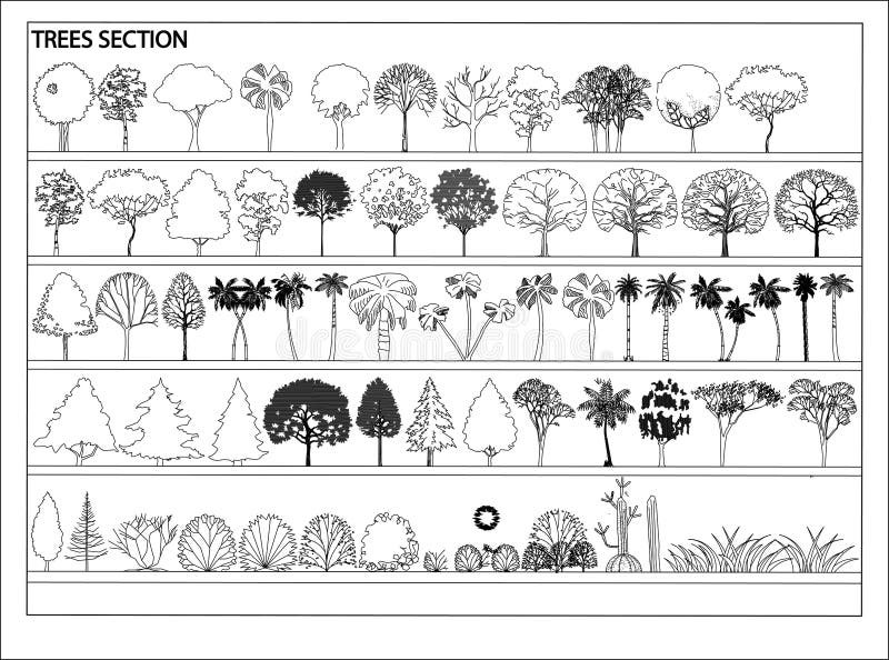 Trees In Section Drawing Urban And Community Forestry | PLANTING TREES