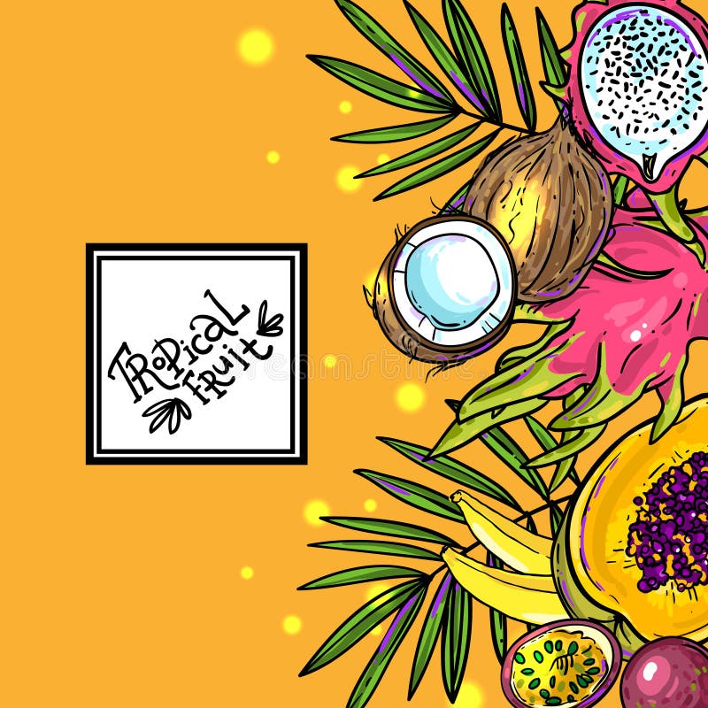 Vector tropical fruit stock vector. Illustration of pitaya - 66660647