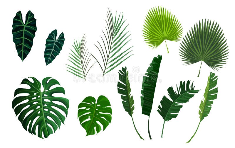 Vector Tropical Exotic Leaves, Realistic Jungle Leaves Set Isolated on ... Vector Tropical Exotic Leaves, Realistic Jungle Leaves Set Isolated on ...