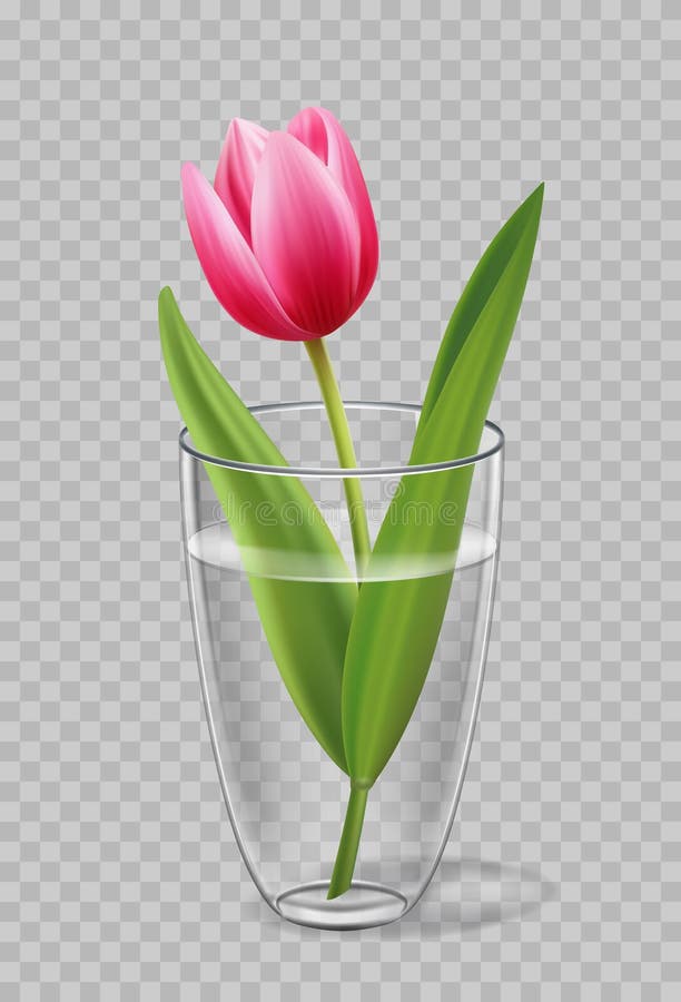 Vector Tulip in a Transparent Glass or Vase, Pink Spring Flower for ...