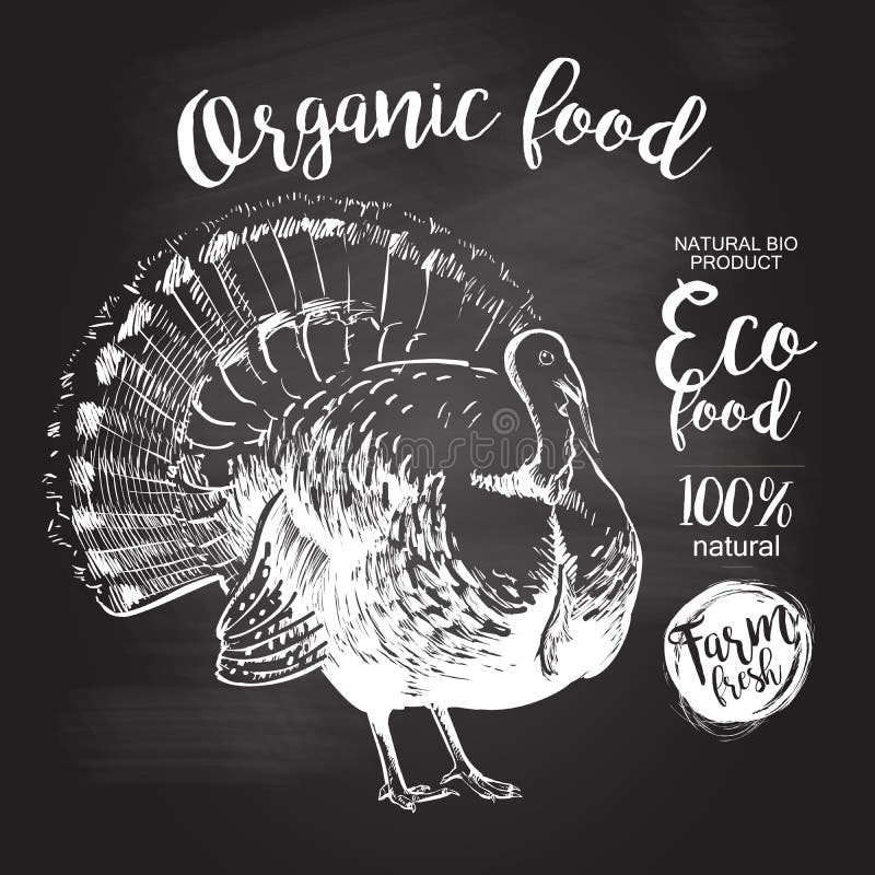 Vector Turkey chalkboard stock vector. Illustration of blackboard ...