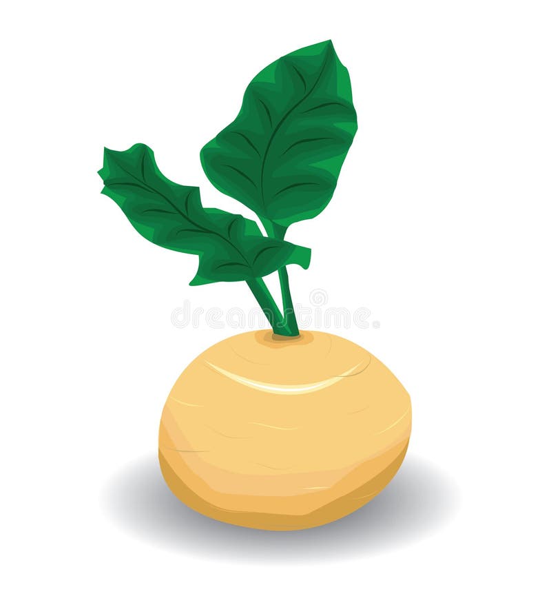 Vector Turnip Illustration on White Stock Vector - Illustration of ...