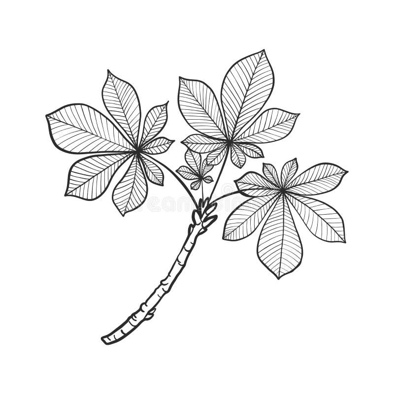 Vector twig with leaves stock vector. Illustration of brown - 106669011 Vector twig with leaves stock vector. Illustration of brown - 106669011