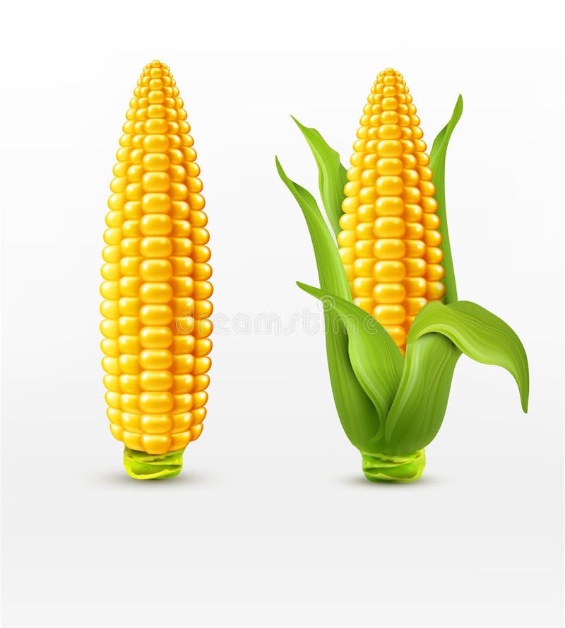Vector Two Corn. Corn on the Cob with Leaves. Design Element Stock ...