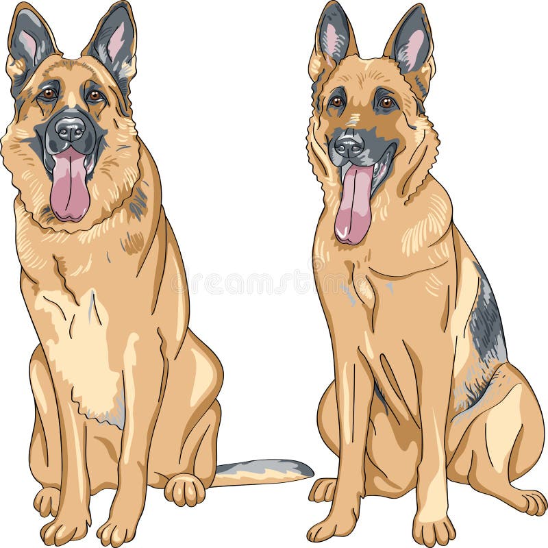 German Shepherd Stock Illustrations – 7,050 German Shepherd Stock ...