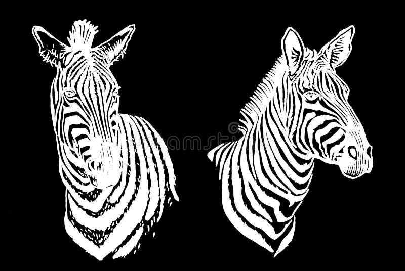 Vector Two Portraits of Zebra Looking Right on Black Background ...