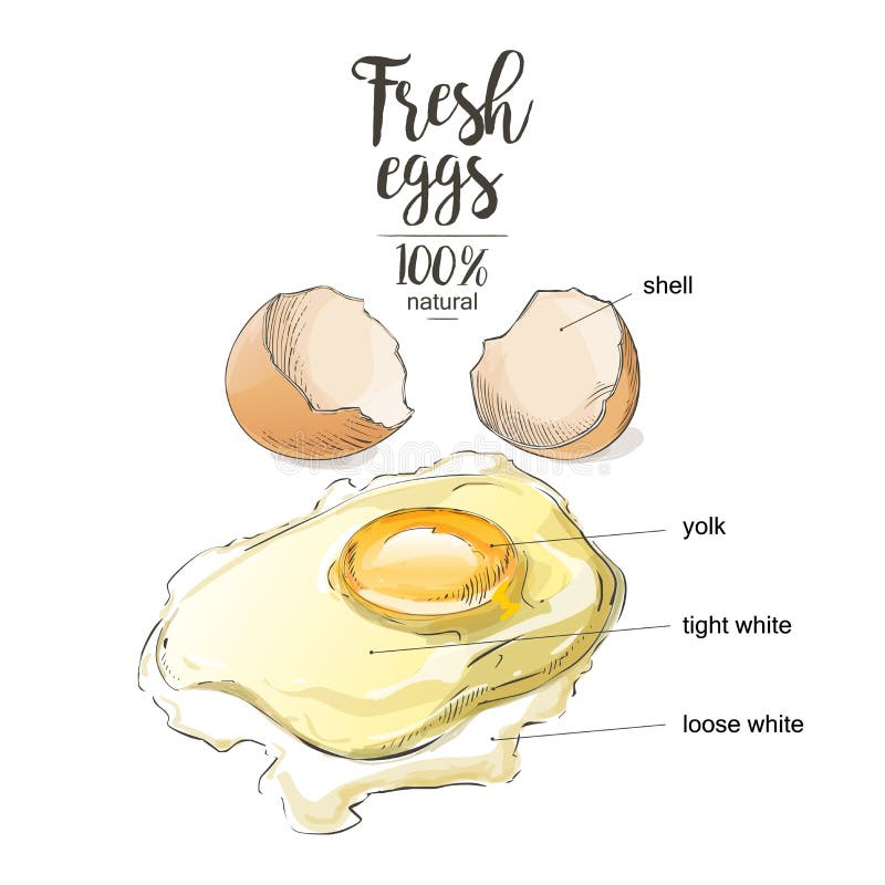 Vector uncooked egg stock vector. Illustration of liquid - 80864392