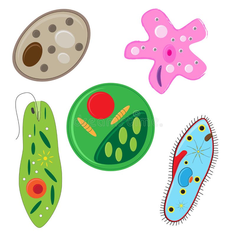 Protist Clipart