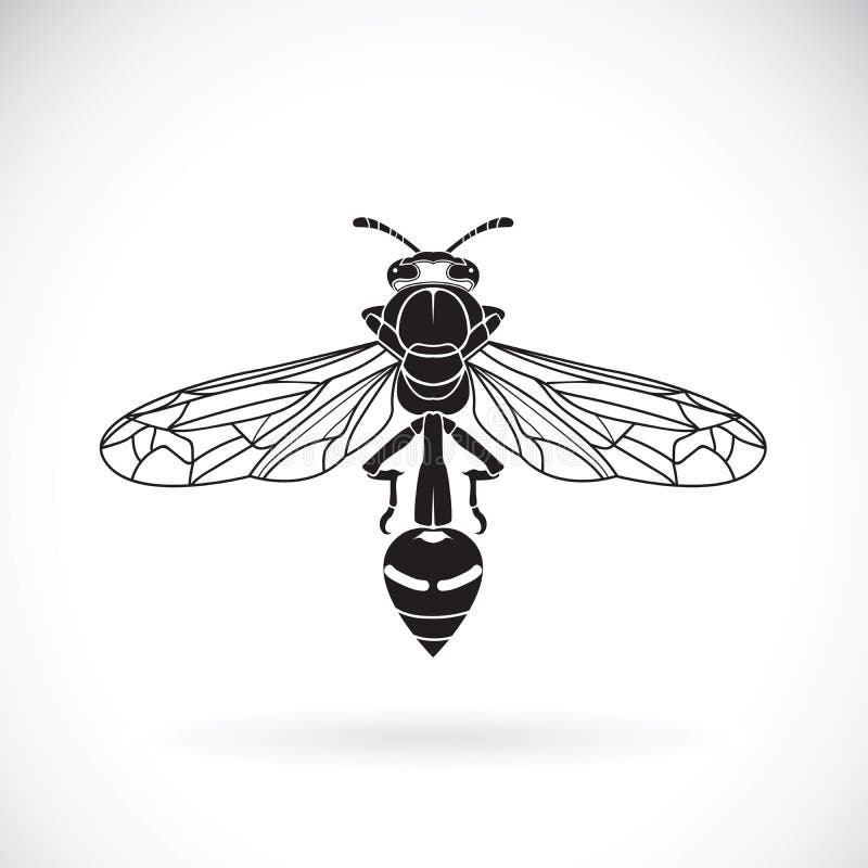 Vector Van Een Wesp Op Een Witte Achtergrond Insect Vector Illustratie ...