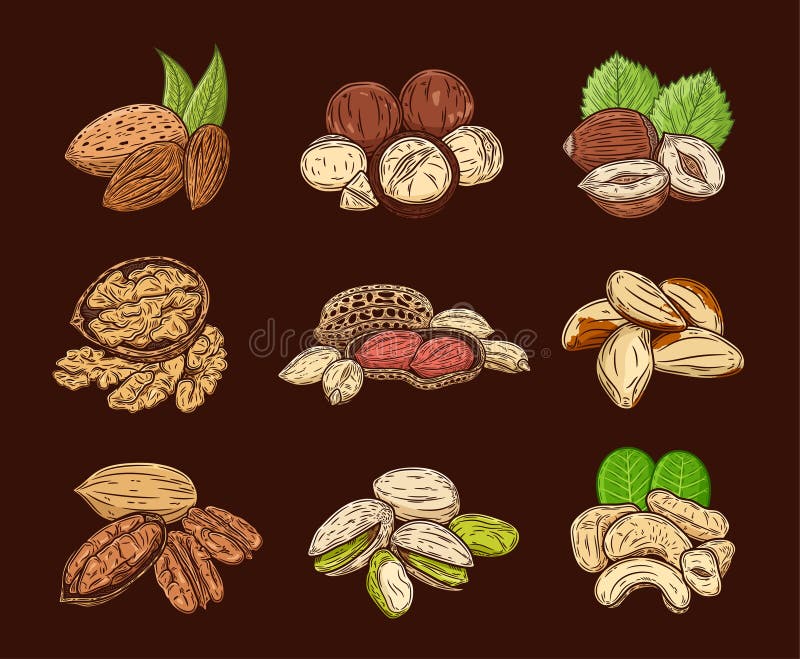 Vector Various Nuts Colorful Illustration Stock Vector - Illustration ...