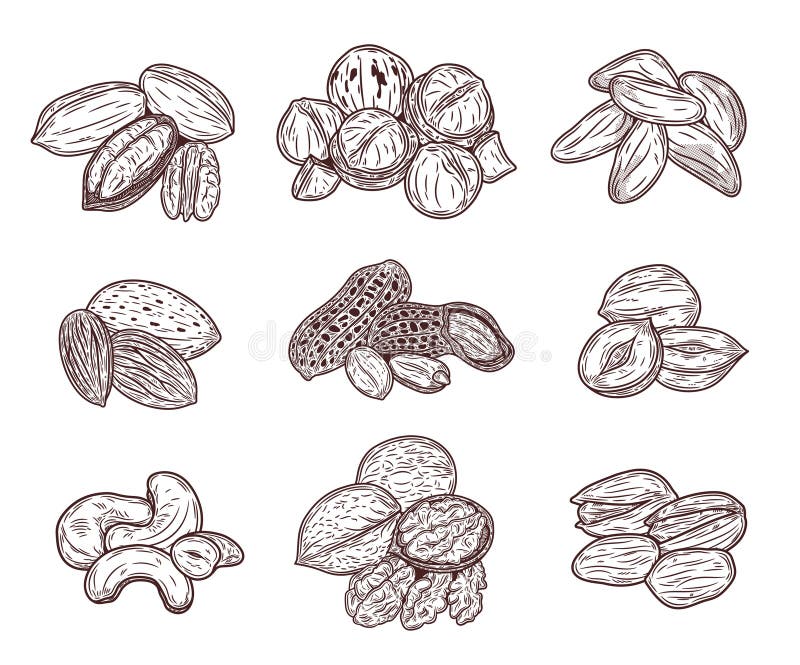 Vector Various Nuts Illustration Stock Vector - Illustration of vegan ...