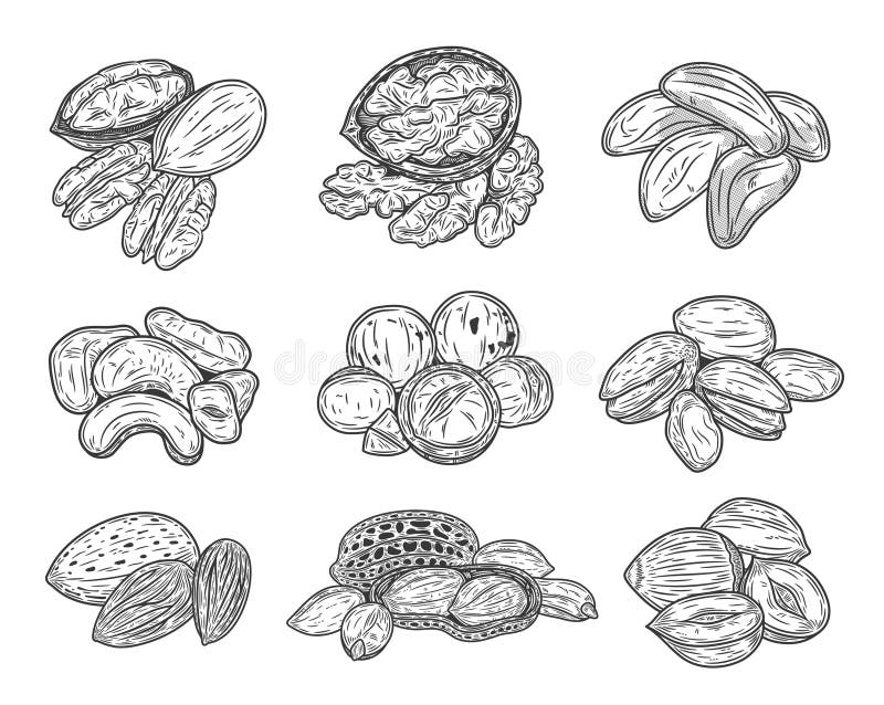 Vector Various Nuts Illustration Stock Vector - Illustration of ...
