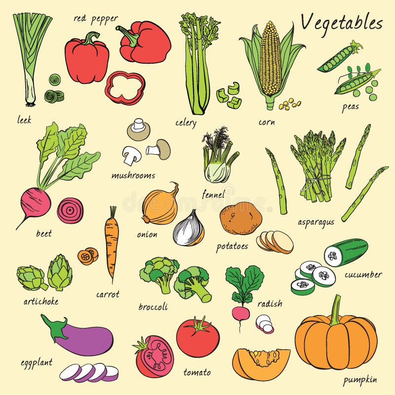 Vector vegetables set. stock illustration. Illustration of broccoli ...