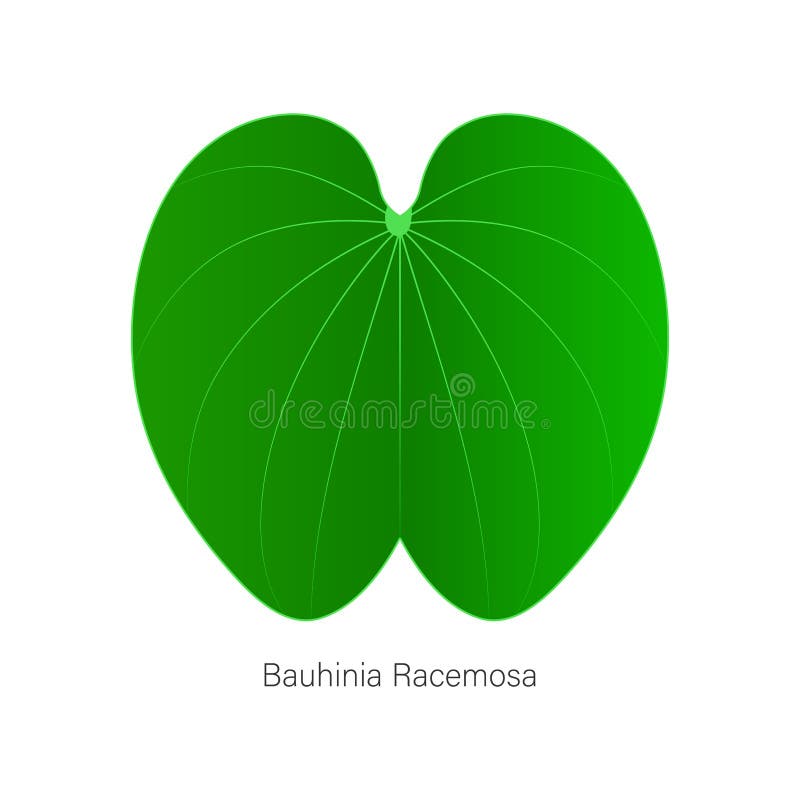 Vector Version of the Leaf Named Bauhinia Racemosa or Called Apta Leafs ...