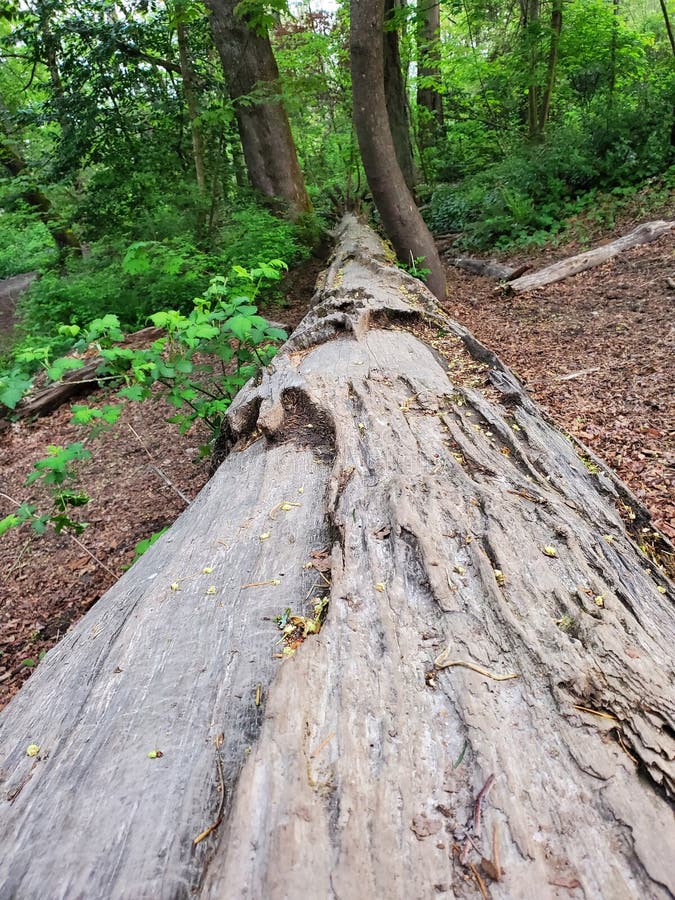 Vector View Fallen Log with Textured Bark 1 Stock Photo - Image of ...
