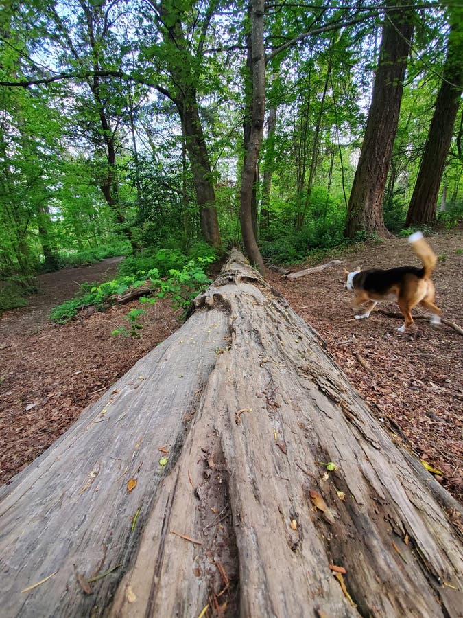 Vector View Fallen Log with Textured Bark 4 Stock Image - Image of bark ...