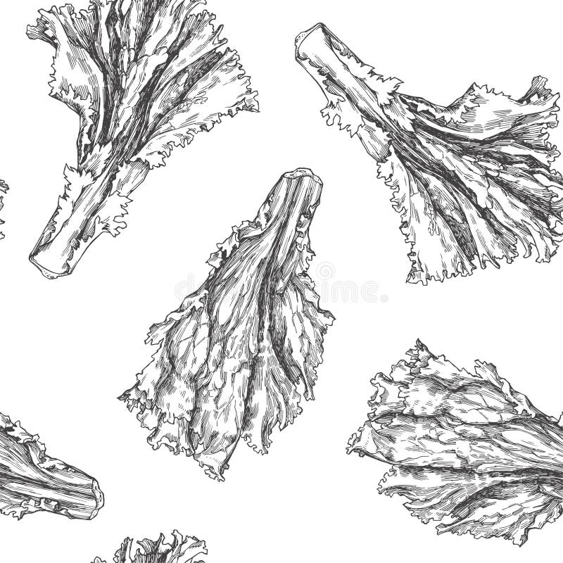 Vector Vintage Seamless Pattern with Lettuce. Hand Drawn Texture Stock ...
