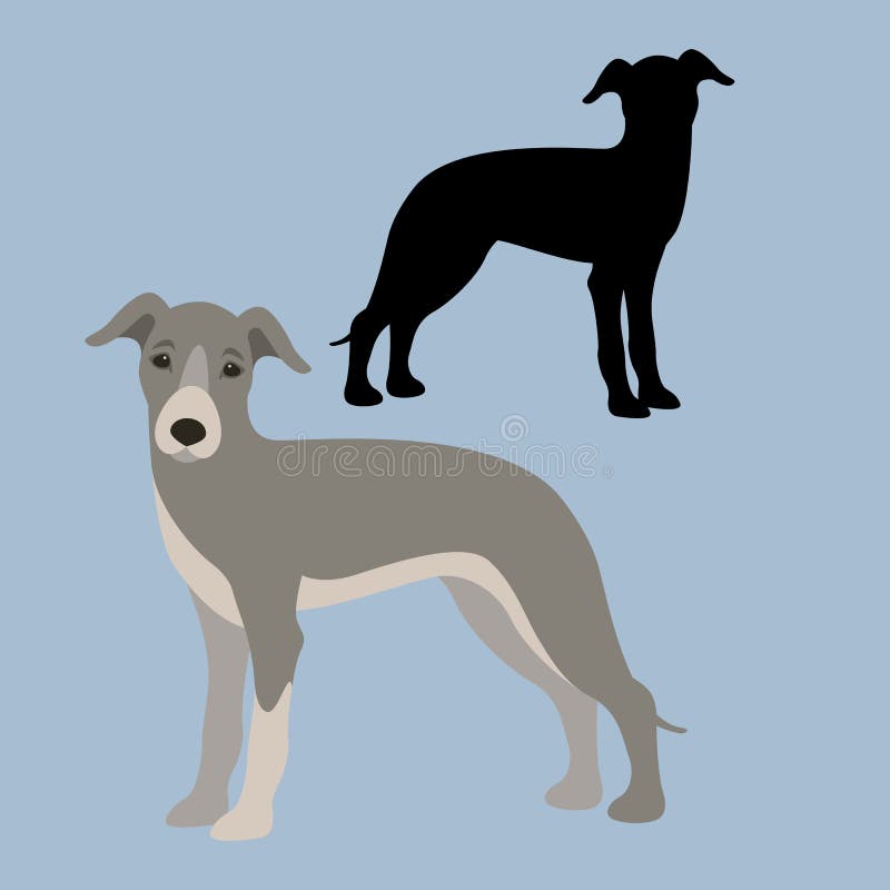 Van De De Illustratiestijl Van De Windhondhond Het Vastgestelde Vector ...