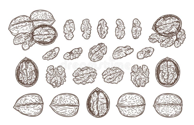 Vector Walnut Outline Illustration, Contour Lines Drawing, Engraving ...