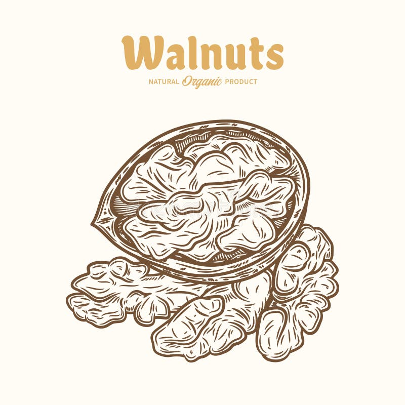 Vector Walnut Outline Illustration, Contour Lines Drawing, Engraving ...