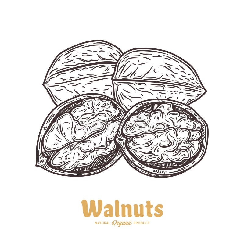 Vector Walnut Illustrations Stock Vector - Illustration of hard ...