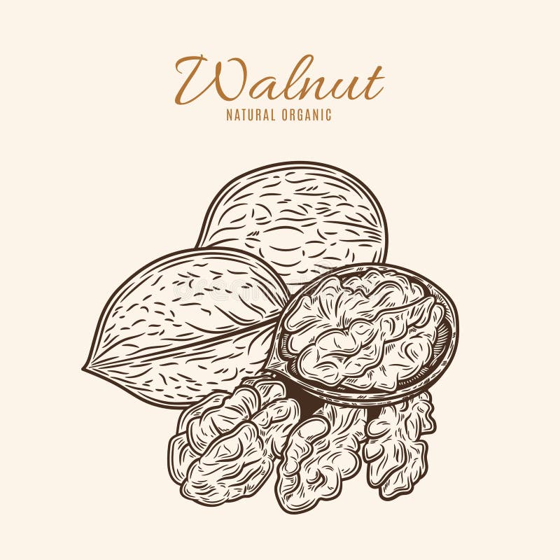 Vector Walnut Illustrations Stock Vector - Illustration of hard ...