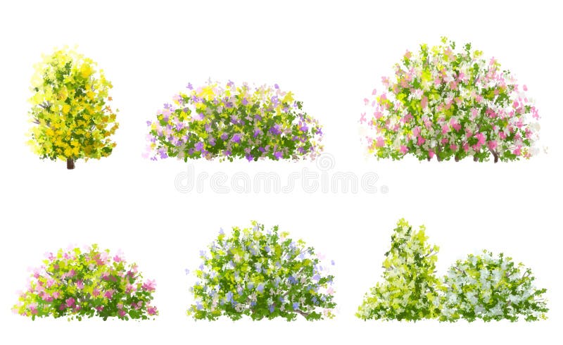 Vector Watercolor Blooming Flower Tree Side View Isolated on White ...