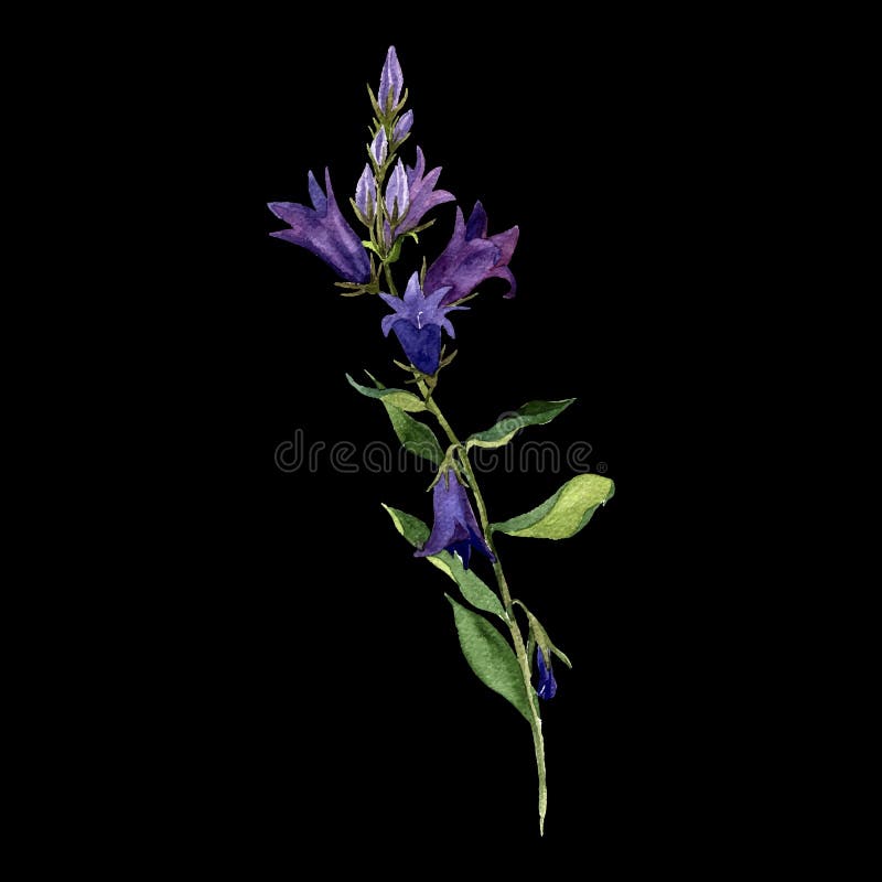 Blue Weed Flowers Stock Illustrations – 953 Blue Weed Flowers Stock ...