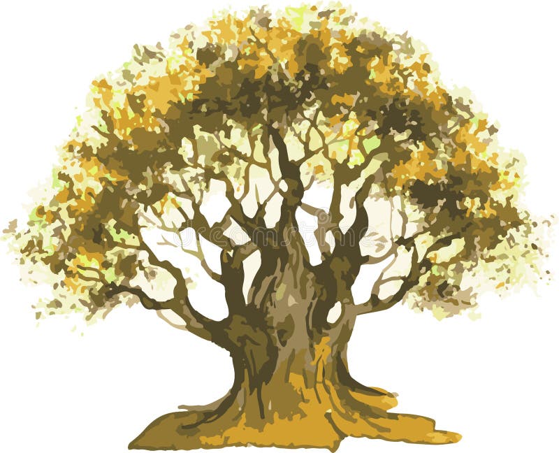 Vector Watercolor Drawing of Old Oak Tree in Autumn Stock Vector ...