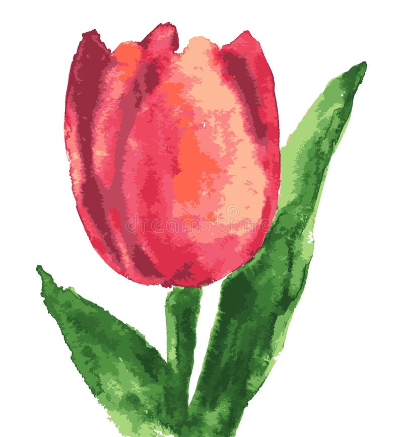 Single Tulip Stock Illustrations – 8,898 Single Tulip Stock ...