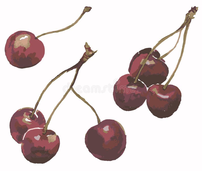 Vector Watercolor Drawing of Ripe Cherry Berries Stock Vector ...