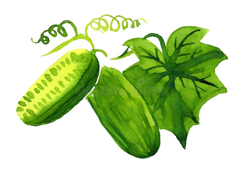 Vector Watercolor, Hand Drawn Vintage Illustration of Cucumber Stock ...