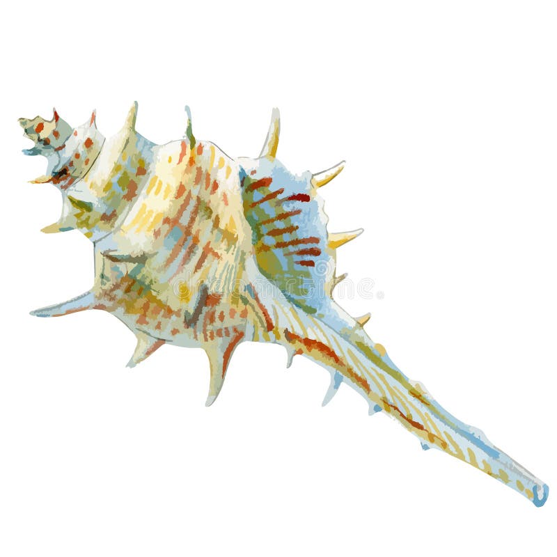 Vector Watercolor Illustration of Colorful Seashell Stock Vector ...