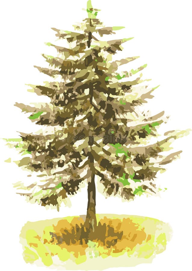 Vector Watercolor Illustration of Fir Tree in Autumn Stock Vector ...