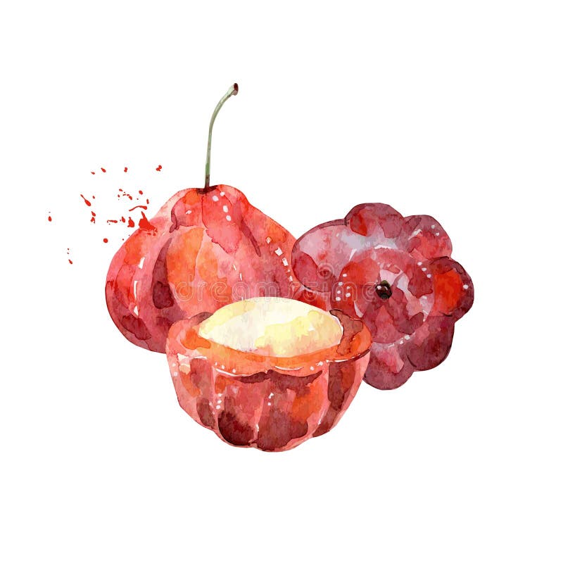 Vector Watercolor pitanga. stock vector. Illustration of cherry - 315628766
