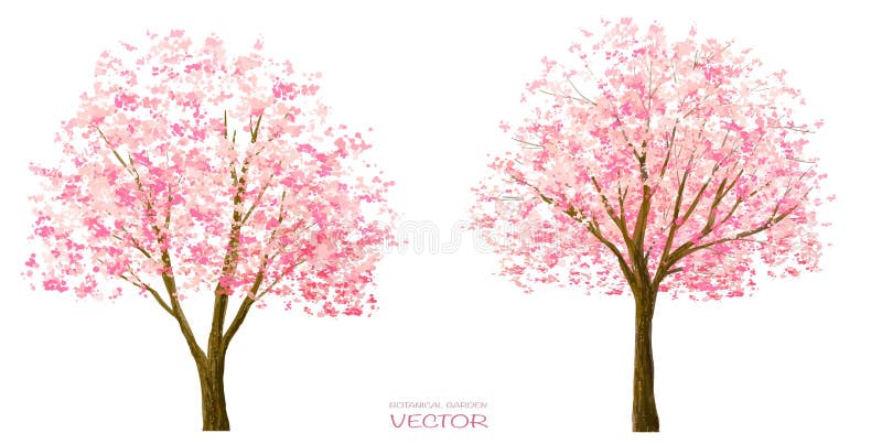 Vector Watercolor Sakura Tree or Forest Side View Isolated on White ...