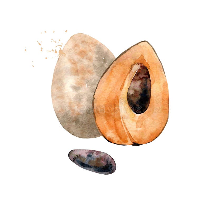 Vector Watercolor sapote. stock vector. Illustration of sapote - 316499540