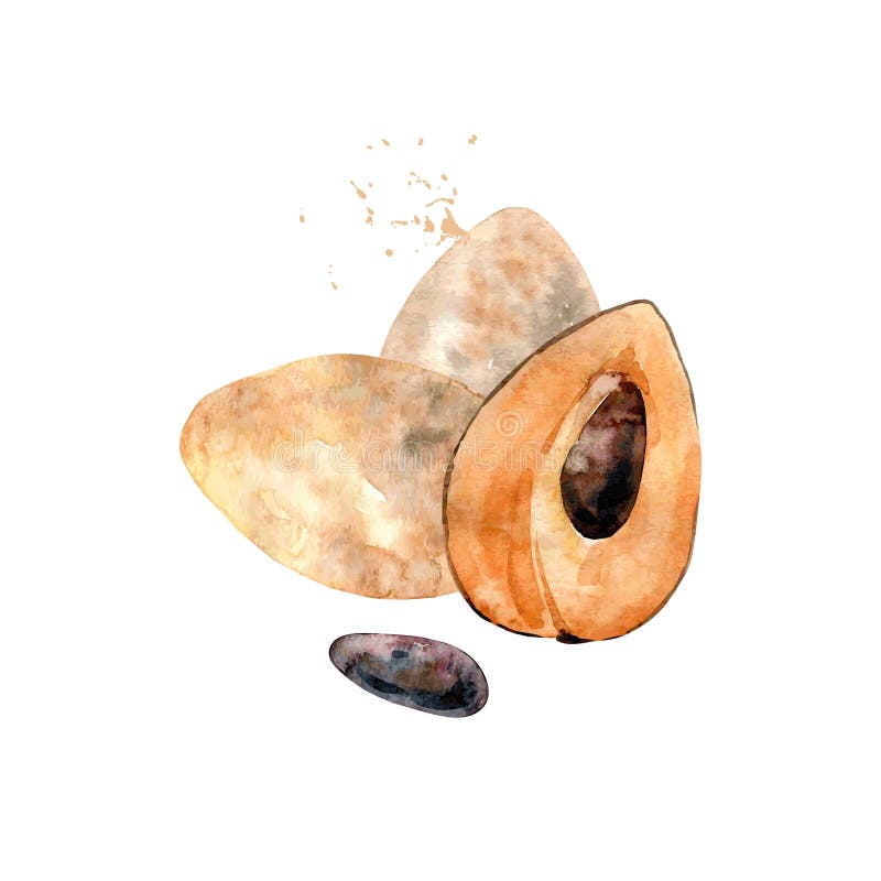 Vector Watercolor sapote. stock vector. Illustration of tropical ...