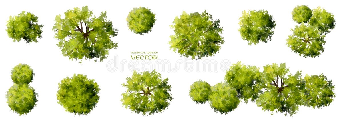 Ginkgo Top View Stock Illustrations – 115 Ginkgo Top View Stock ...