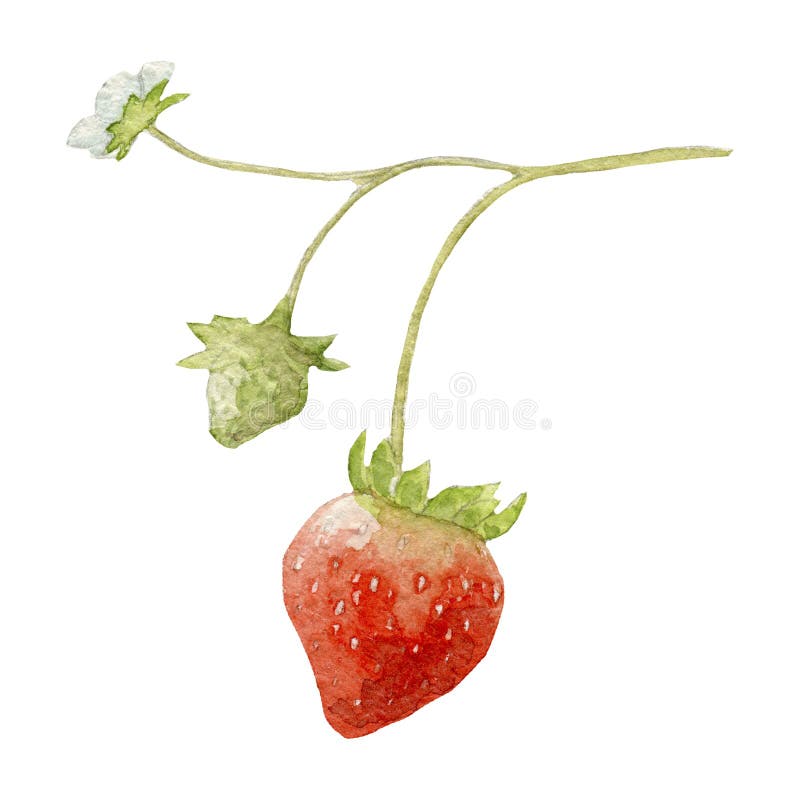 Strawberry Branch with Leaves and Berries in Hand Drawn Doodle Style ...